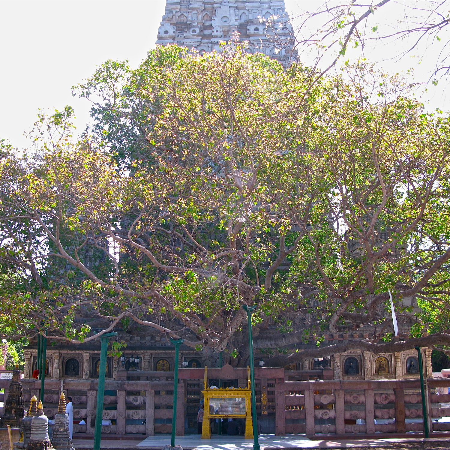 Arbre D Inde 3 Lettres